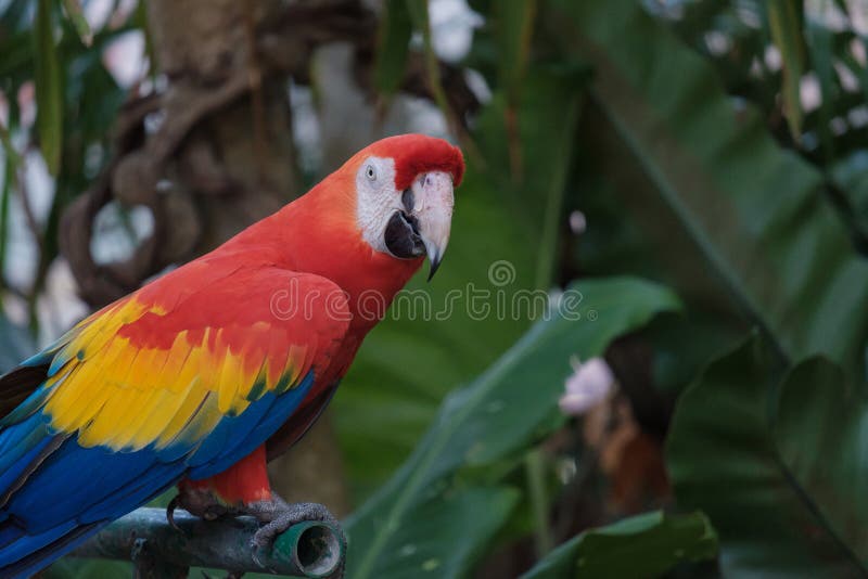 The parrot looking stock image. Image of beautiful, looking - 162062261
