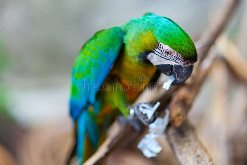 Parrot with a lot of green stock photo. Image of amazon - 26050816