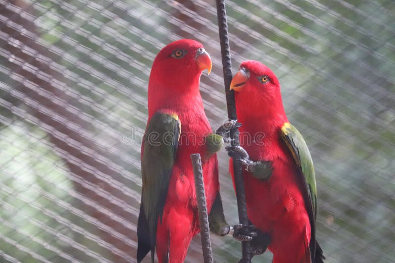 Parrot Lovers in this Colours Captured in Canon 77d Stock Photo - Image ...