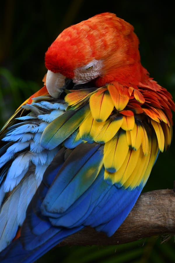 A Parrot Macaw Bird stock image. Image of talking, colorful - 254883445