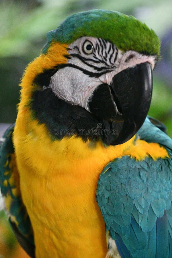 A Parrot Macaw Bird stock image. Image of nature, repeat - 358898255