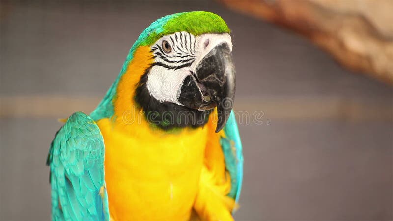 Parrot Macaw Blue and Gold in Singapore Zoo Stock Footage - Video of ...