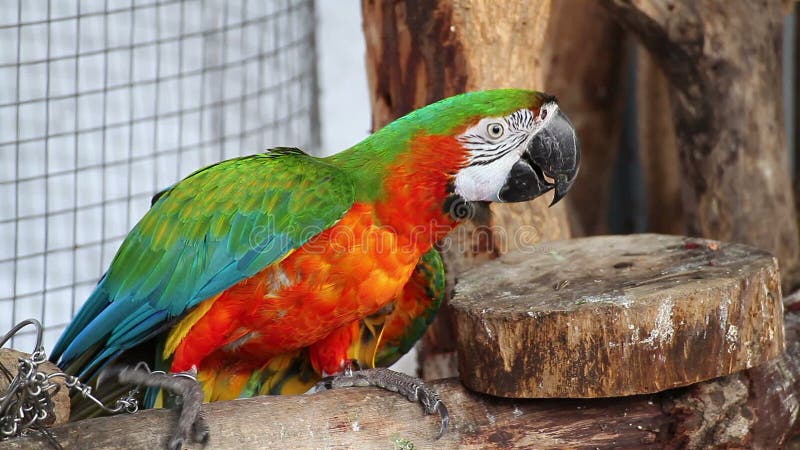 Parrot Macaw Blue and Gold in Singapore Zoo Stock Footage - Video of ...