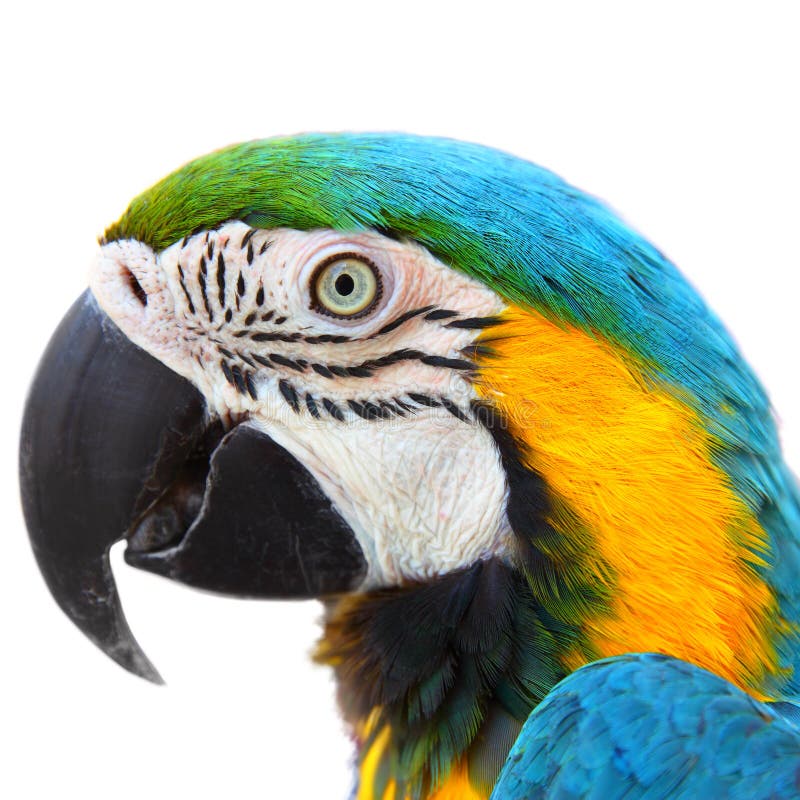 Parrot Macaw close-up stock image. Image of portrait - 95642727