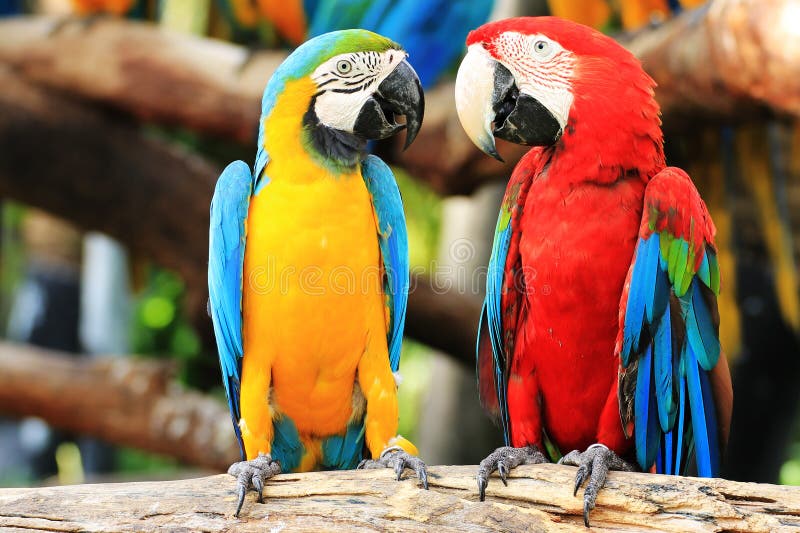 Four Parrots (the Red and Green Macaw and the Blue and Golden Parakeet ...