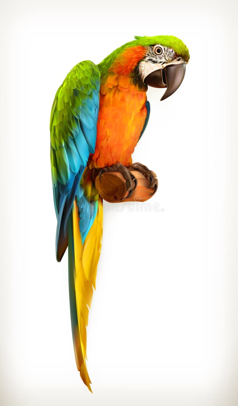 Macaw Vector Stock Illustrations – 10,647 Macaw Vector Stock ...