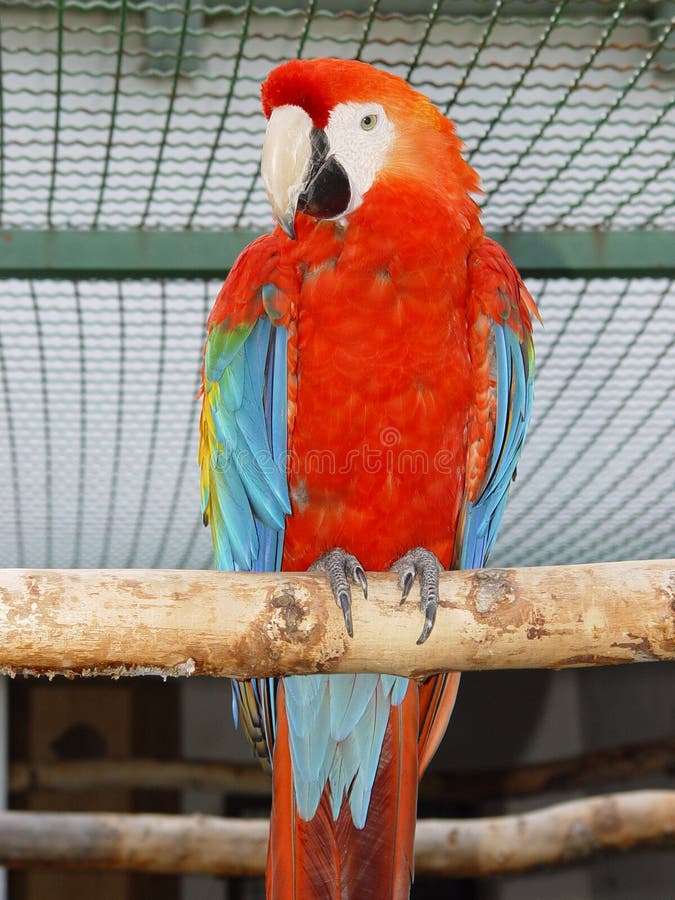 Deer Picture. Image: 128889