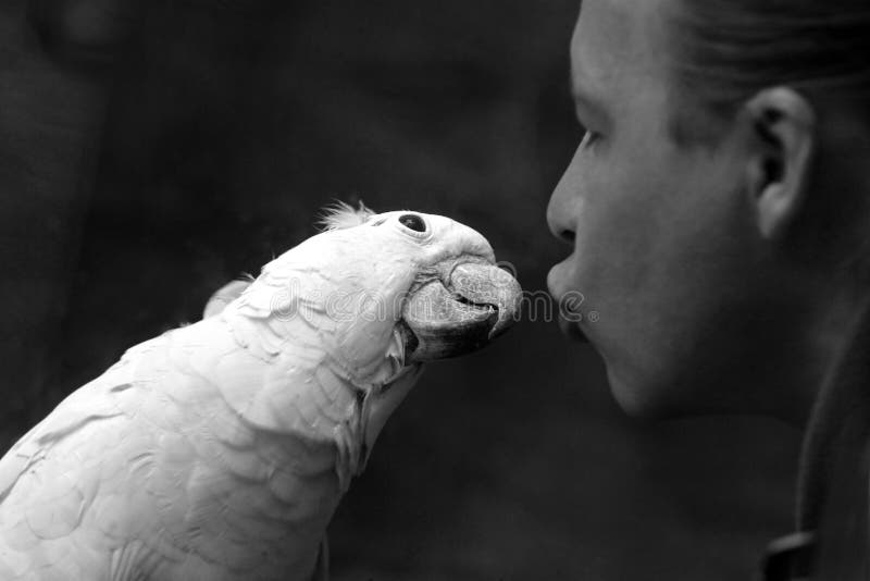 Parrot and the man stock image. Image of beak, parrot - 1852267