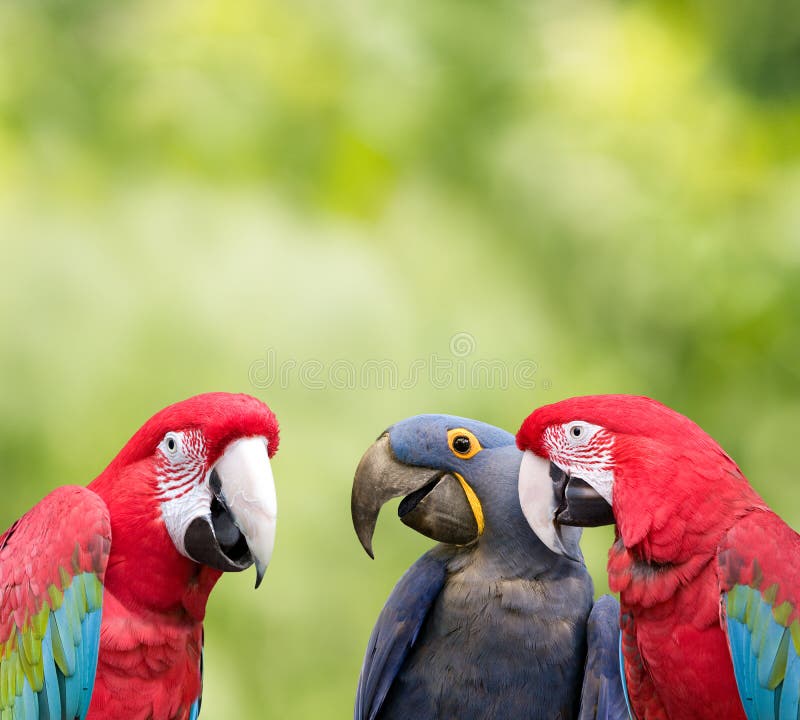 Parrot meeting stock image. Image of colorful, three - 10040995