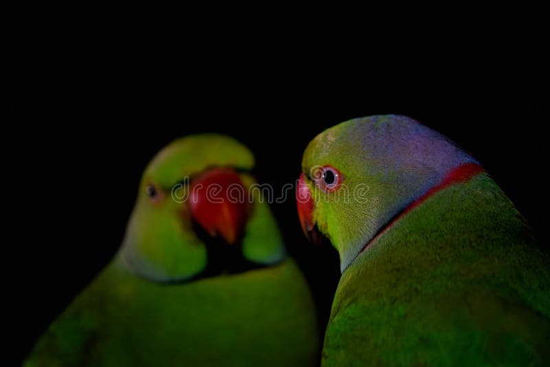 Parrot mirror stock image. Image of mirror, parrot, sceen - 115426553