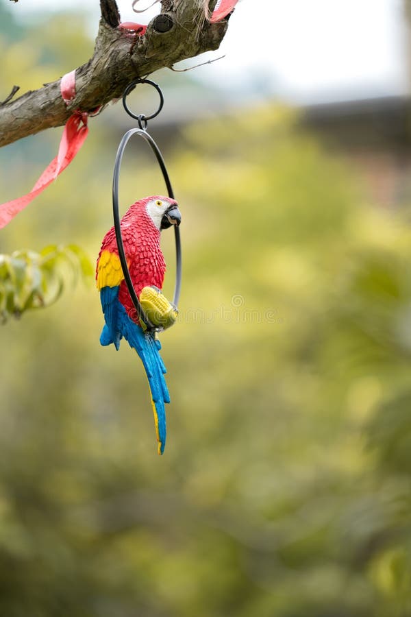 469 Parrot Model Photos - Free & Royalty-Free Stock Photos from Dreamstime