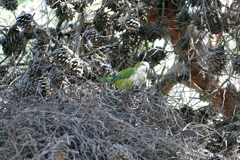 Parrot, Monk Parakeet Above the Branches of a Tree Stock Image - Image ...