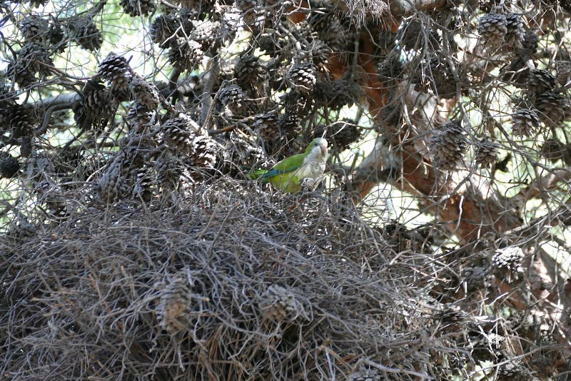 Parrot, Monk Parakeet Above the Branches of a Tree Stock Photo - Image ...