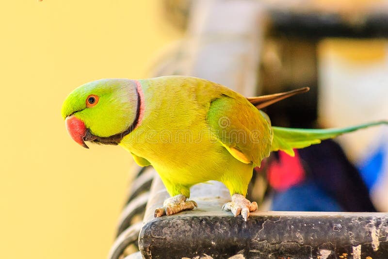 Parrot in Morning light stock photo. Image of male, calm - 66281404