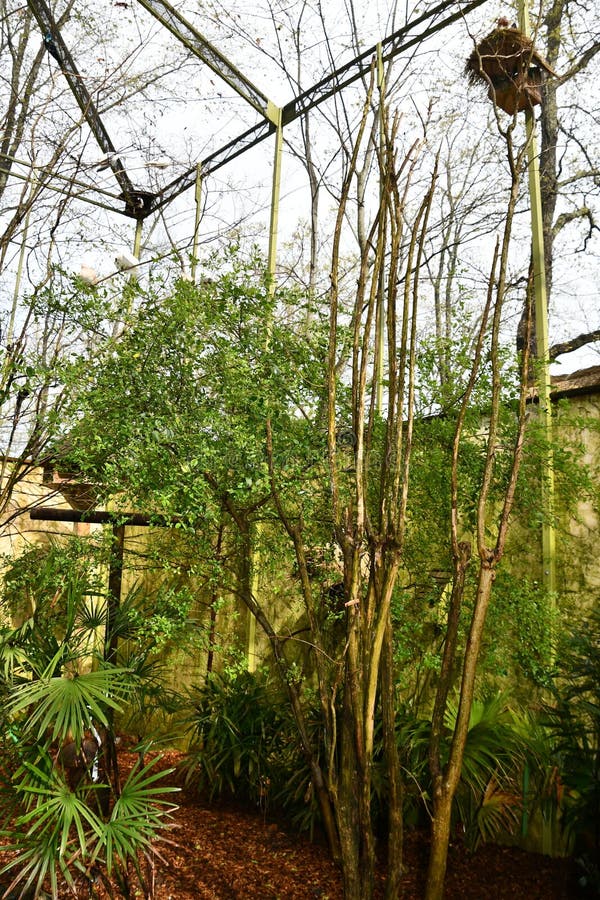 Parrot Mountain and Gardens in Pigeon Forge, Tennessee Editorial ...