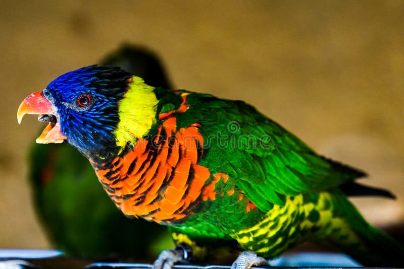Parrot stock image. Image of lorikeet, nature, bird, organism - 92406007