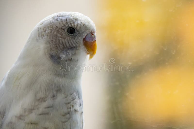 Parrot in nature stock image. Image of raptor, falconry - 124660331