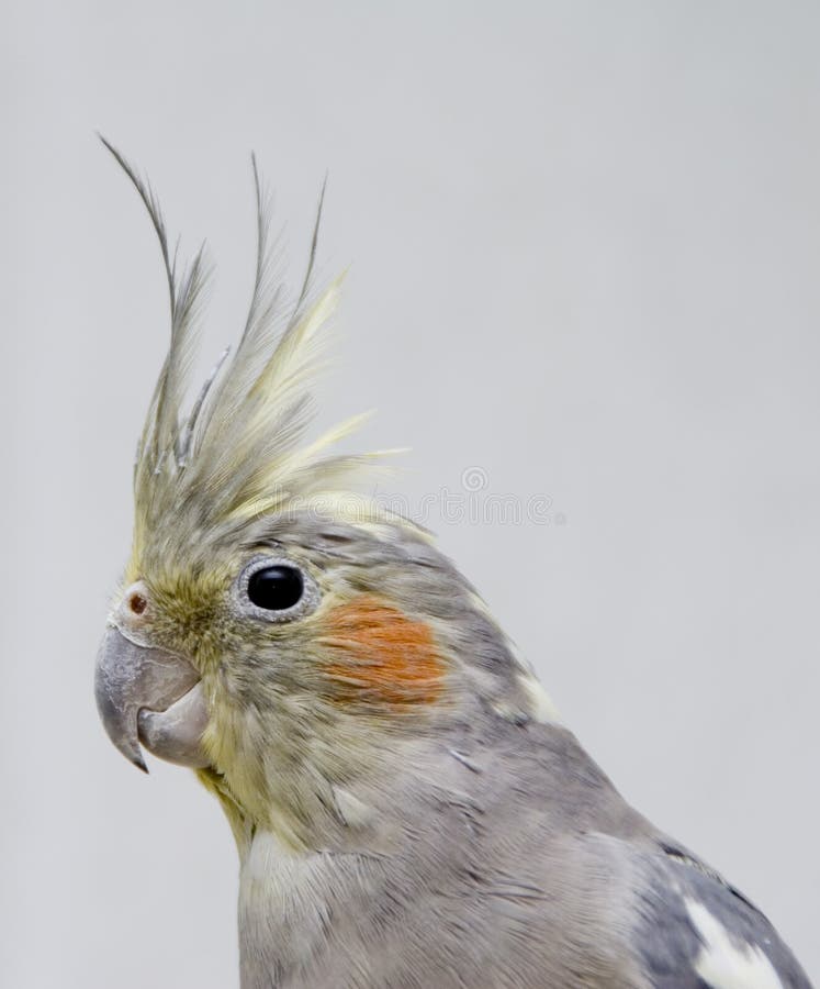 Parrot Nimfa stock photo. Image of duck, tuft, crest - 26452188