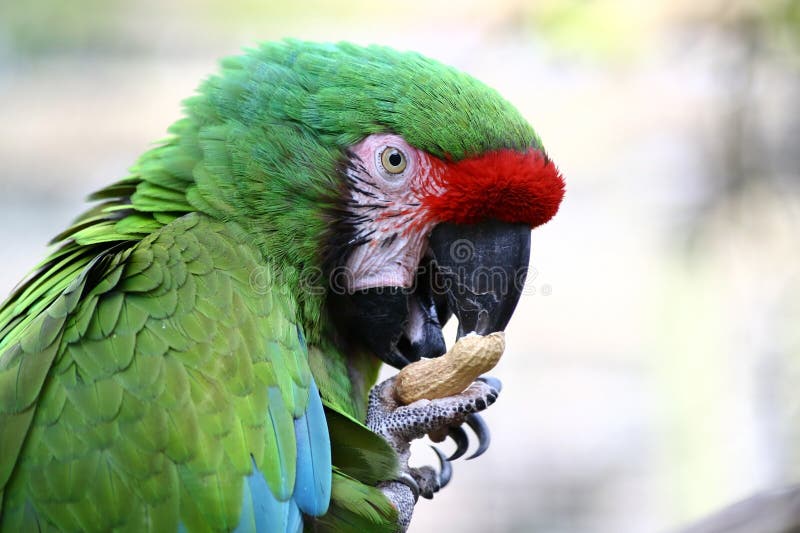 Parrot with nut stock photo. Image of yellow, head, eating - 4434382