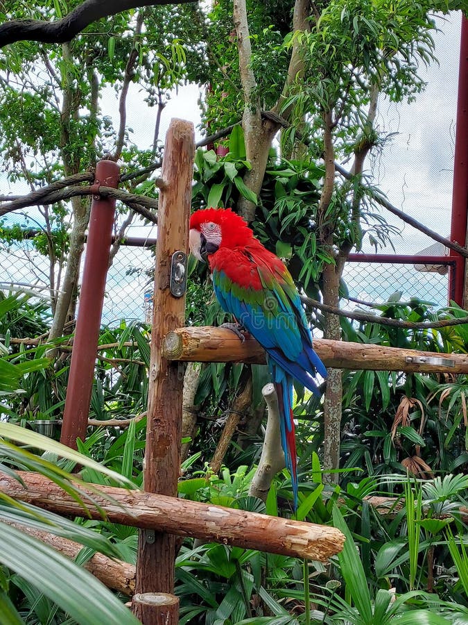 Parrot at Ocean Park Hong Kong Stock Photo - Image of tree, visitors ...