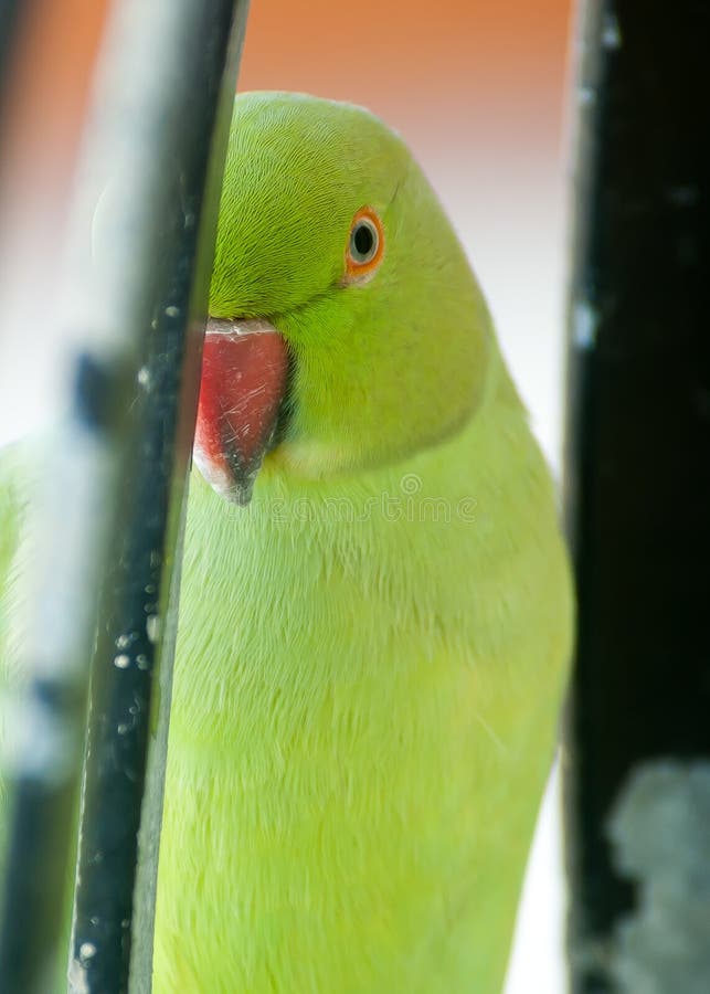 Parrot one eye close up stock image. Image of close, intense - 66281411