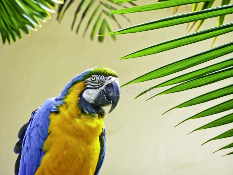 Parrot on a palm tree stock image. Image of branch, nature - 513647