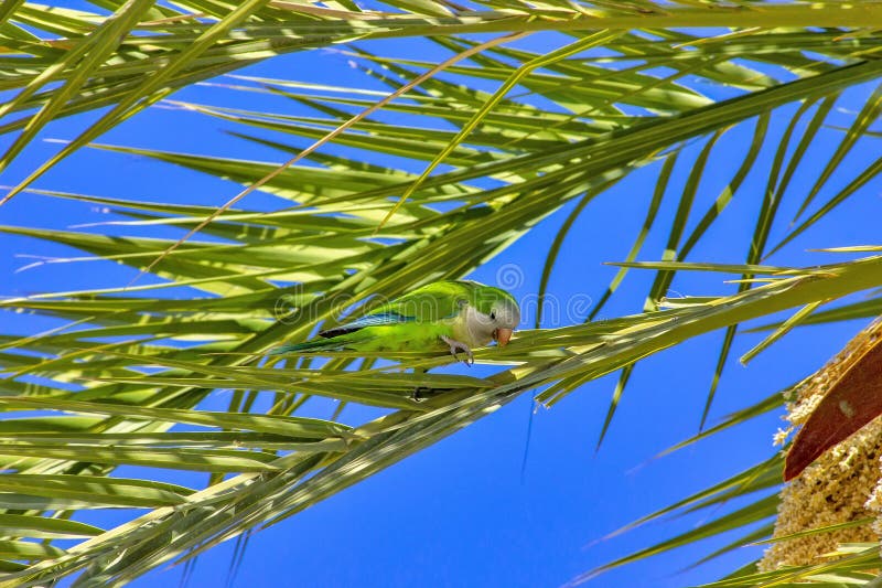 Parrot on Palm Tree, Valencia, Spain Stock Photo - Image of climate ...