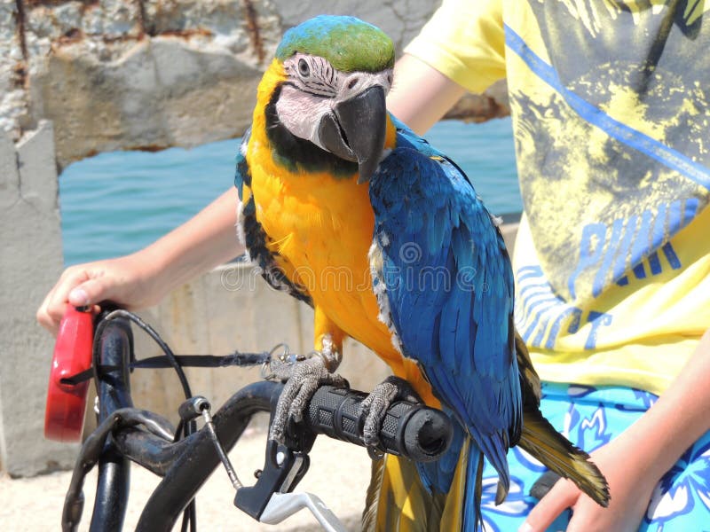 Blind parrot stock image. Image of lory, animal, species - 14613691