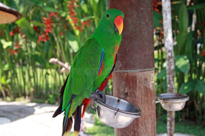 Parrot in the park stock image. Image of indonesia, bird - 18591033