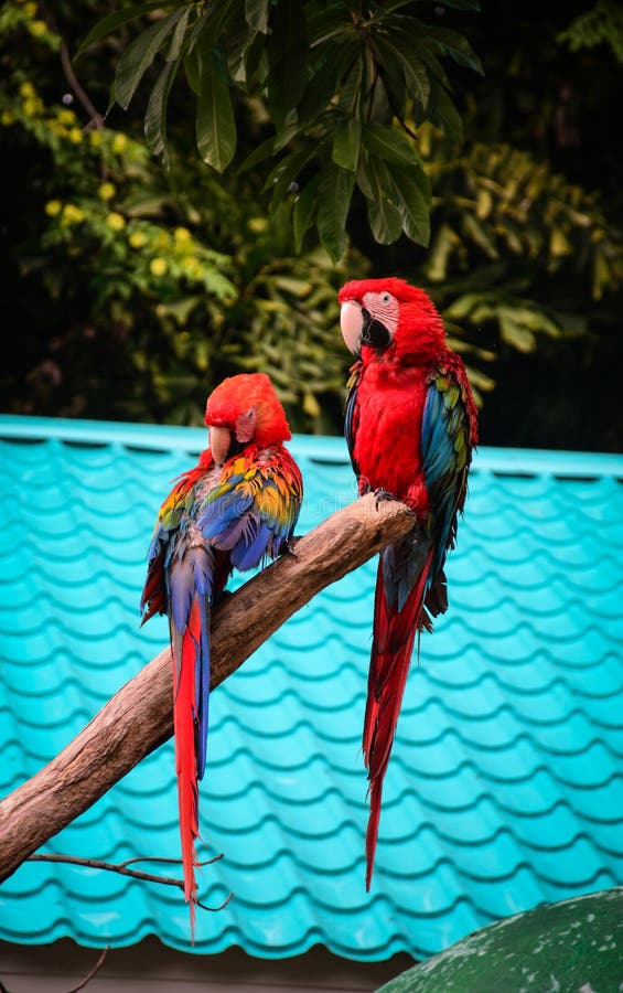 Parrot at the park stock image. Image of colour, couple - 100061823