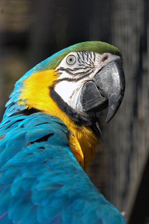 Parrot stock photo. Image of praha, lori, bird, africa - 44702728