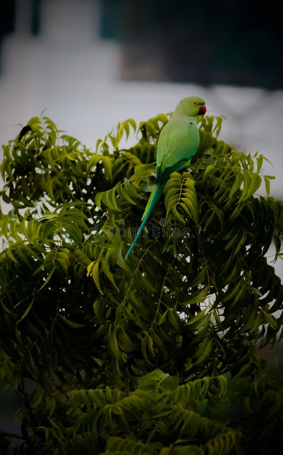 Parrot stock photo. Image of green, tree, bird, parrot - 120212002