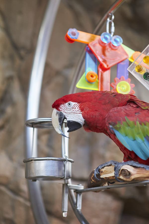 Parrot stock image. Image of colorful, vertebrate, scarlet - 110631427