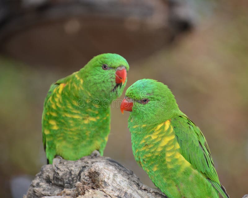 Parrot stock image. Image of animals, nature, symbol - 43979657