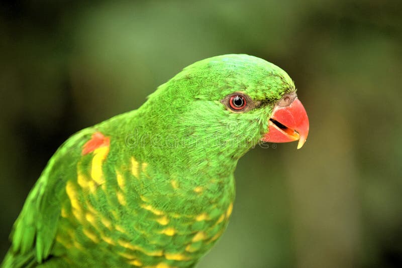 Parrot. stock image. Image of parrot, parakeet, fauna - 42858041