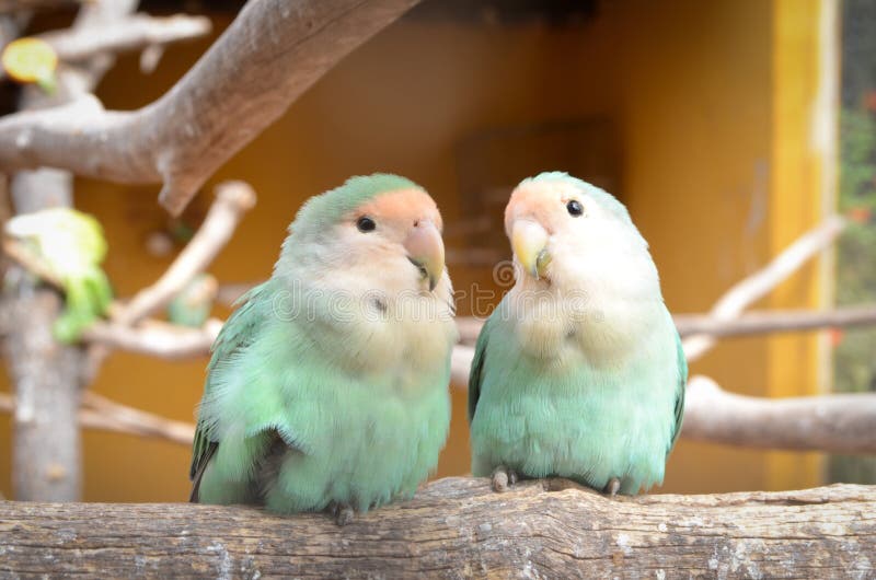 Parrot stock photo. Image of spain, summer, colorful - 52331214