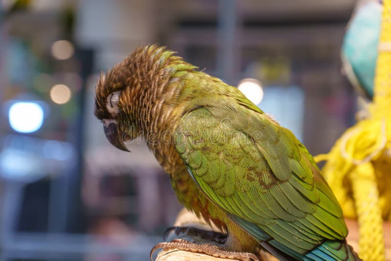 173 Green Parrot Sleep Stock Photos - Free & Royalty-Free Stock Photos ...