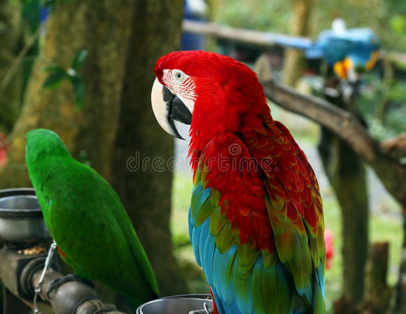 Parrot stock image. Image of lunch, island, catholic - 68216179