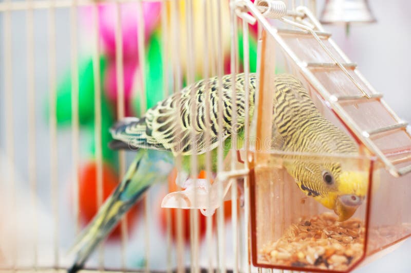 Parrot pecks grains stock image. Image of cage, parakeet - 37873527
