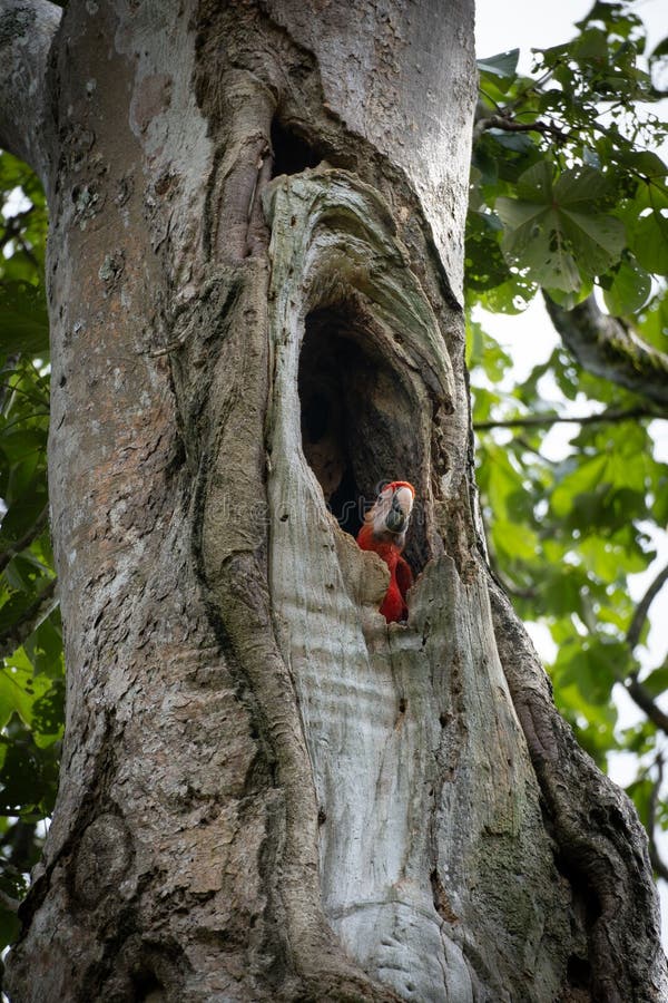 Parrot Peeking from Tree Hollow in Forest. Stock Image - Image of ...