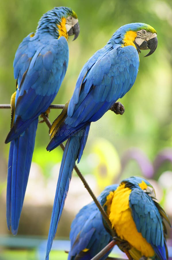 Parrot on the perch stock photo. Image of macaw, agapornis - 28506404
