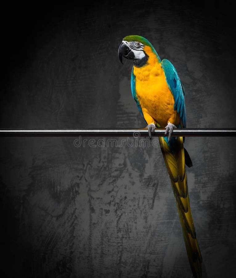 Parrot on a perch stock image. Image of tropics, grunge - 47003587