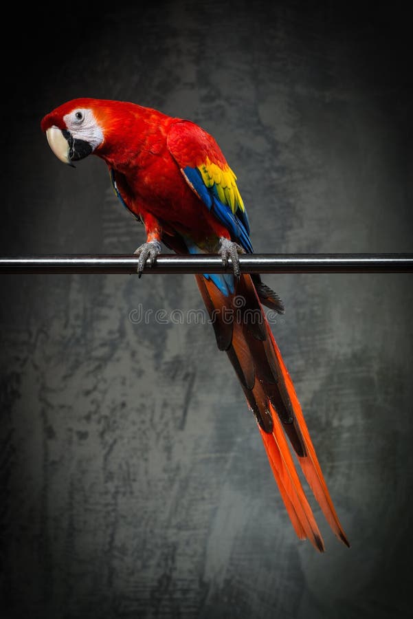 Parrot on a perch stock photo. Image of specie, bright - 47004028