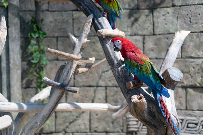 Parrot on perch stock image. Image of wooden, stone - 137044777