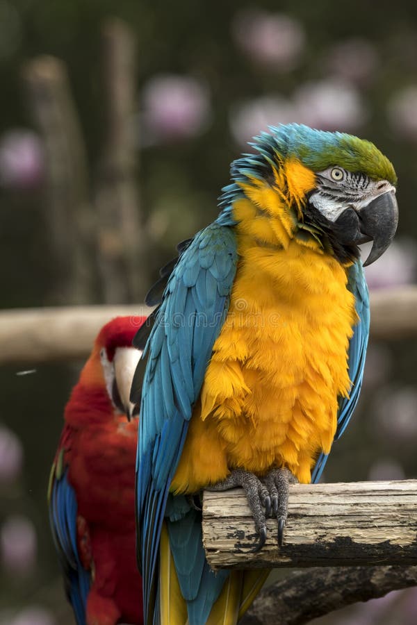 Parrot on the perch stock image. Image of people, isolated - 25833865