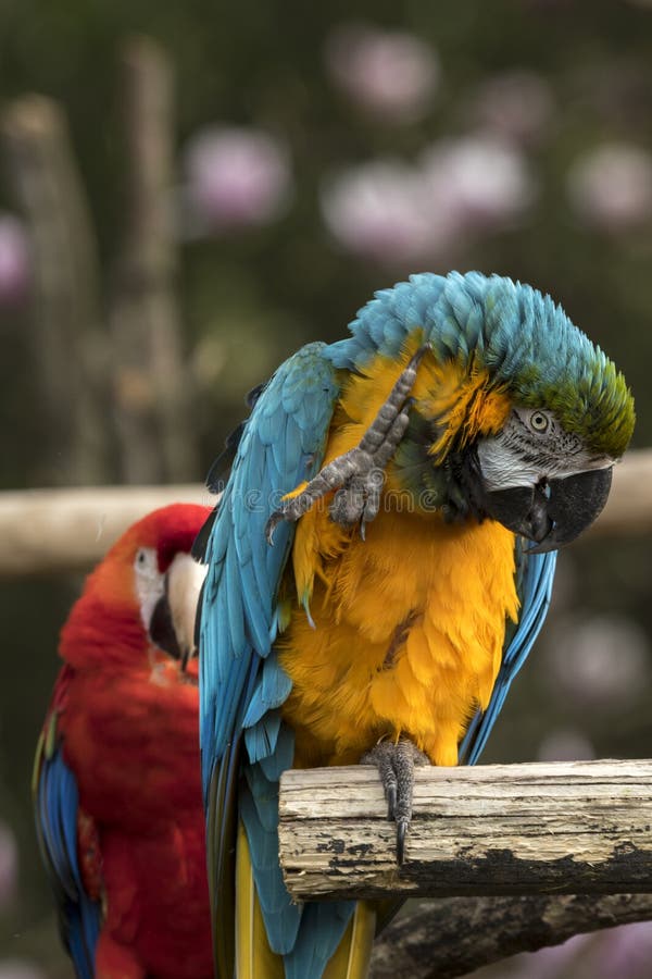 Parrot on a perch stock photo. Image of blue, perch - 144387330