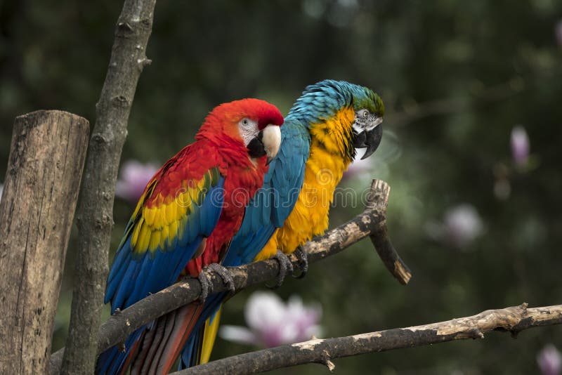 Parrot on a perch stock image. Image of perch, colorful - 144387475