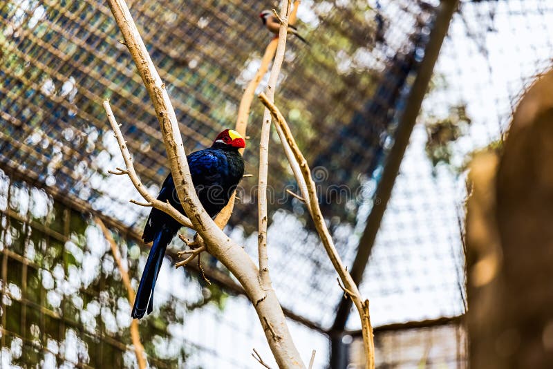 Parrot on perch in zoo stock image. Image of bright, wild - 54938787