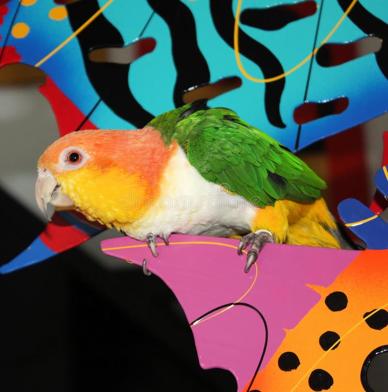 Parrot Perched stock image. Image of perch, animal, bird - 22625537