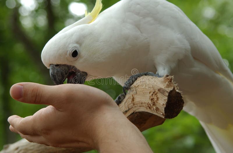 Parrot Perched stock photo. Image of birds, nature, tropical - 579756